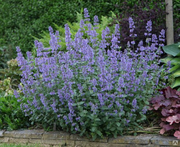 Котовник Фассена Лайт Блю (Nepeta faassenii Light Blue) 2л купить за ...